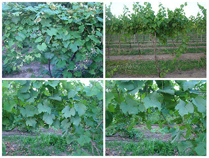 Grapevine Canopy Management– abigailsgarden