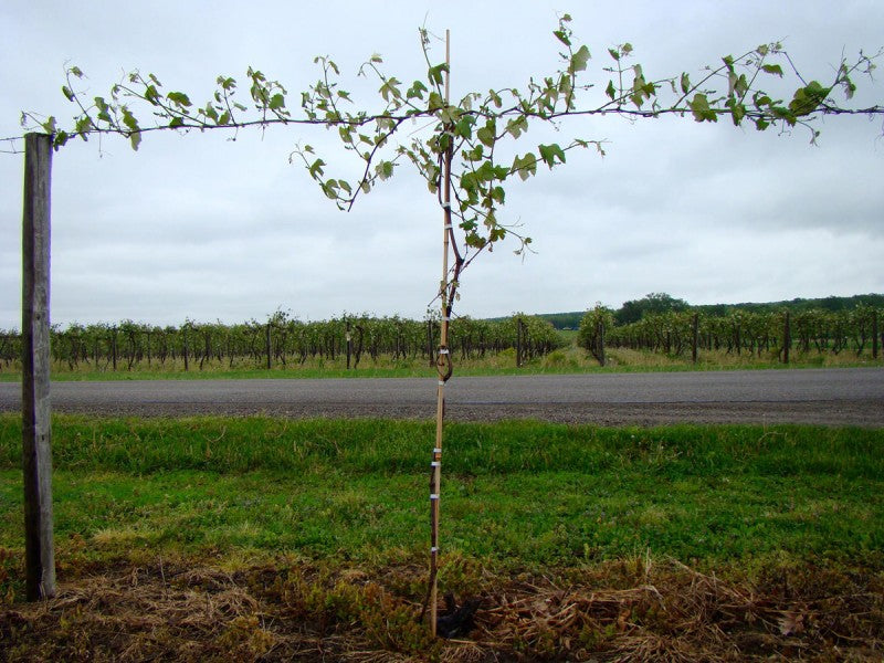 Grapevine Training Systems and Their Establishment