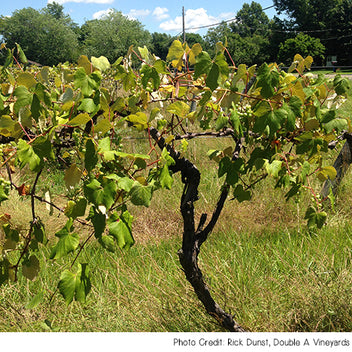 Nitrogen deficiency (nutrient deficiency)