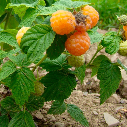 Anne Yellow Raspberry Plants for Sale - Abigail's Garden