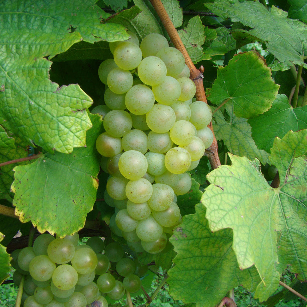 Chardonnay Grafted Grape Vines For Sale - Abigail's Garden