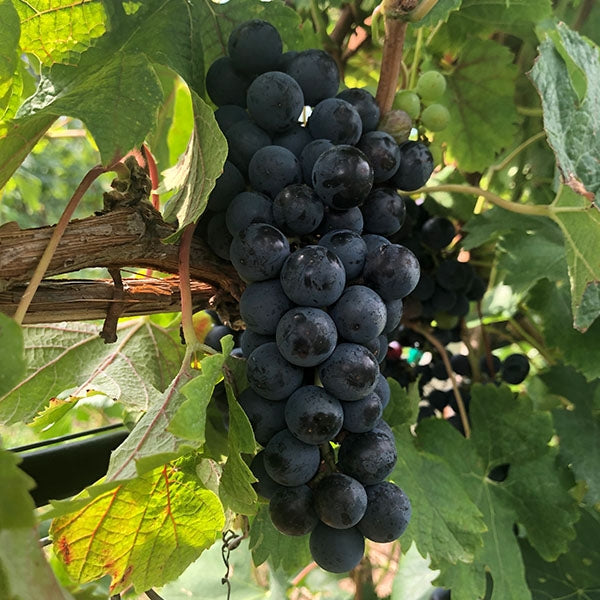 Merlot Grape Vines For Sale - Abigail's Garden