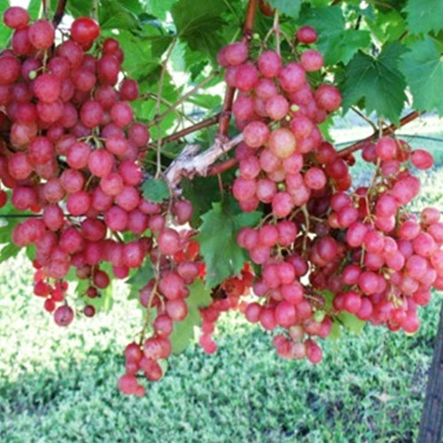 Victoria Red Grape Vines - Abigail's Vineyard