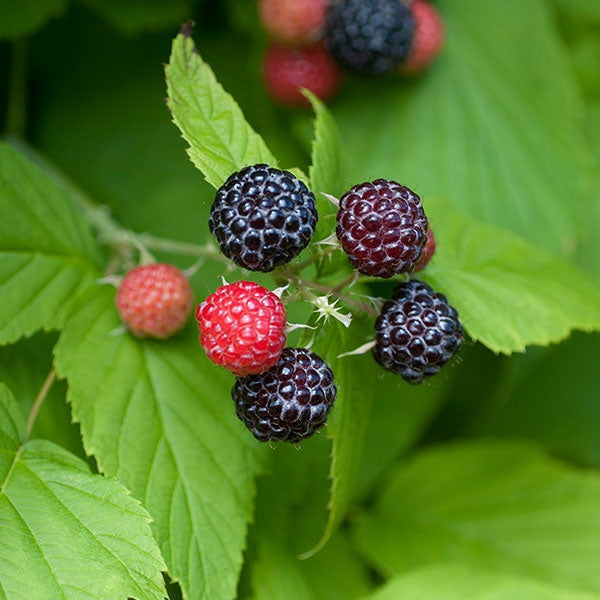 Bristol Black Raspberry Plants For Sale - Abigail's Garden