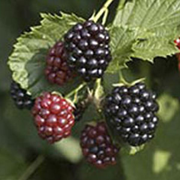 Thornless Triple Crown Blackberry Plants - Abigail's Garden