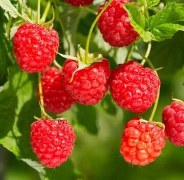 Everbearing Raspberries | Heritage Red - Abigail's Garden